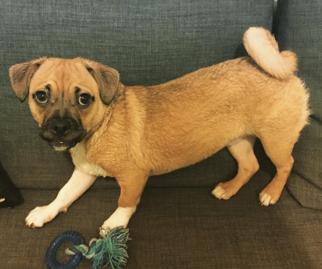 Jug Dog (Pug and Jack Russell Mix)