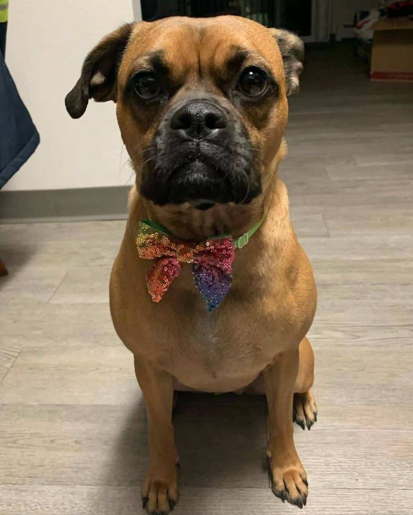 Box-A-Pug (Pug and Boxer Mix)