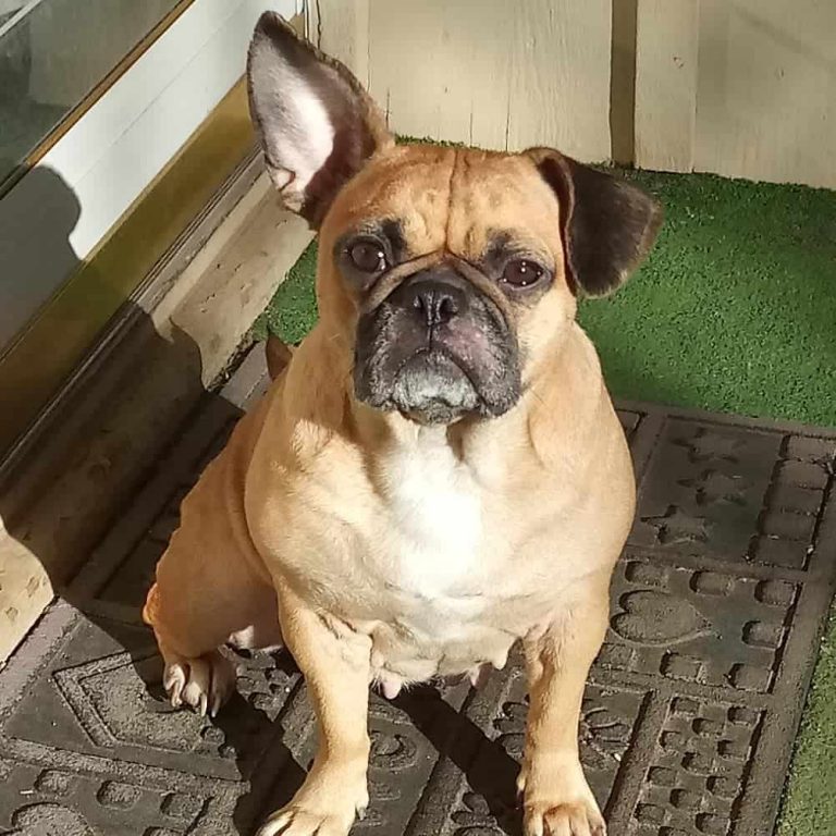 Frenchie Pug (Pug and French Bulldog Mix)