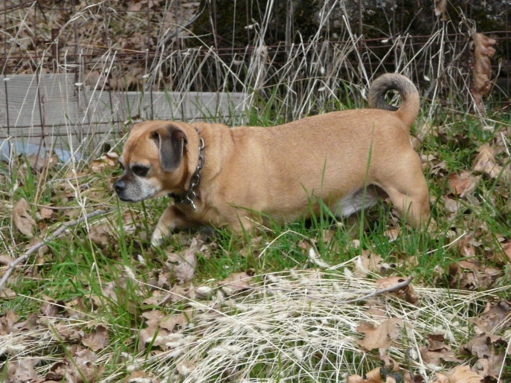 Daug Dog (Pug and Dachshund Mix)
