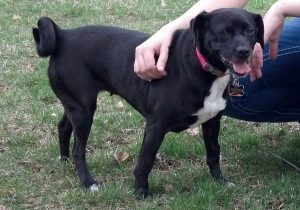 Pugador (Pug and Labrador Retriever Mix)