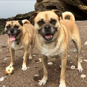 Pugador (Pug and Labrador Retriever Mix)