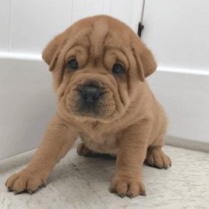Ori-Pei (Pug and Shar Pei Mix)