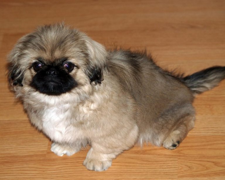 Puginese (Pug and Pekingese Mix)