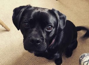 Pugador (Pug and Labrador Retriever Mix)