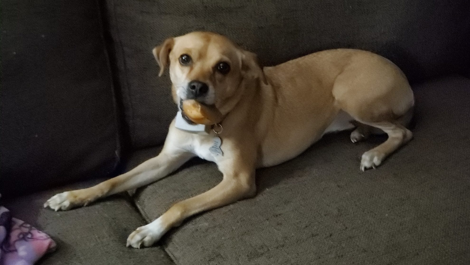 Puggat (Pug and Rat Terrier Mix)