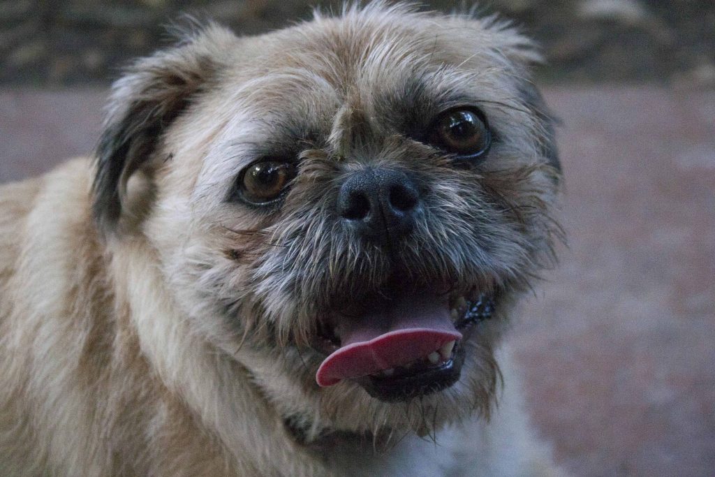 Pug-Zu (Pug and Shih Tzu Mix)