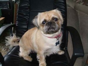 Pug-Zu (Pug and Shih Tzu Mix)