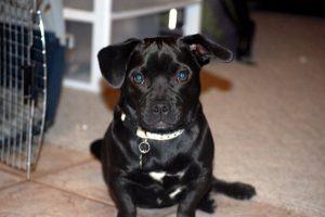 Pugador (Pug and Labrador Retriever Mix)