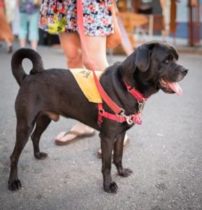 Pugador (Pug and Labrador Retriever Mix)