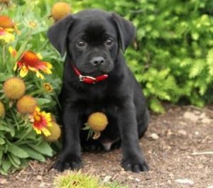 Pugador (Pug and Labrador Retriever Mix)