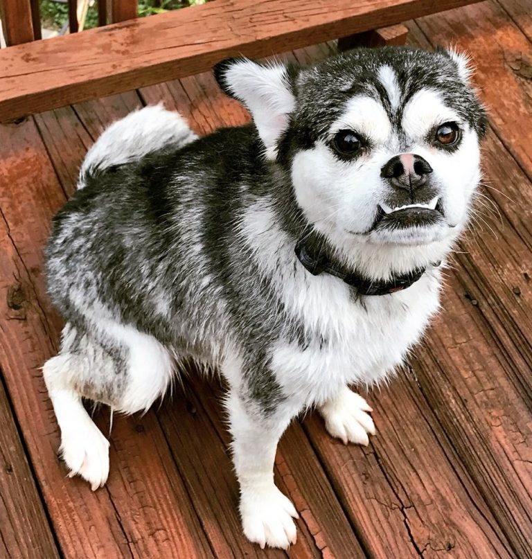 Hug Dog (Pug and Husky Mix)