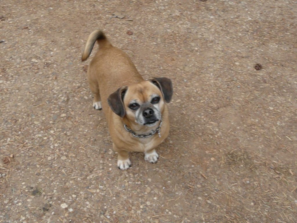 Daug Dog (Pug and Dachshund Mix)