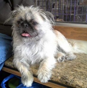 Pug-Zu (Pug and Shih Tzu Mix)